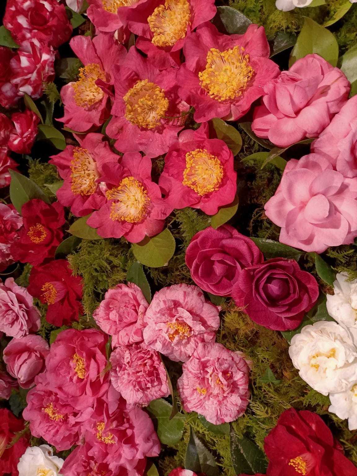 ¿Qué es la camelia y para qué se usa? - Acemelia